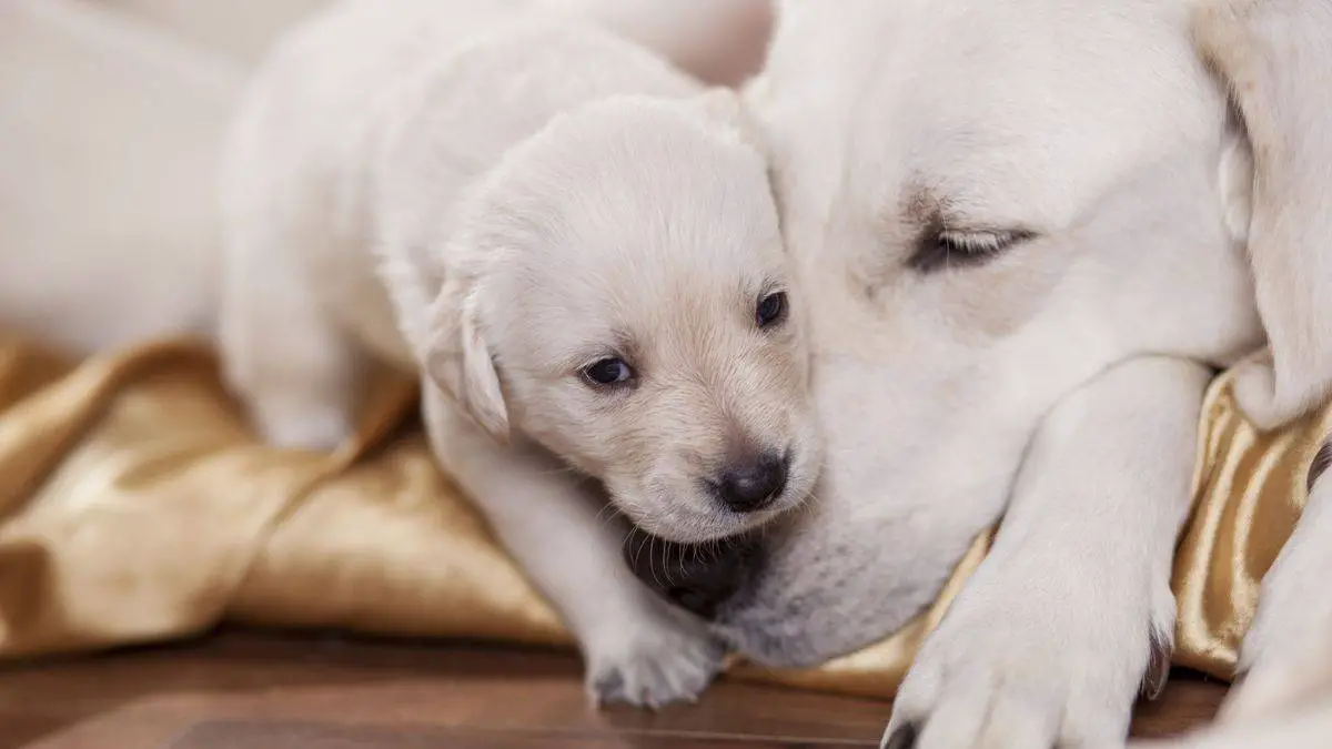 Perros: ¿Reconoce una madre a sus cachorros? - Vida con Mascotas ️
