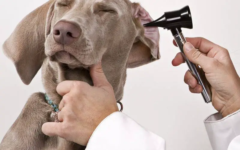¿Qué es la otitis externa del perro? - Vida con Mascotas ️