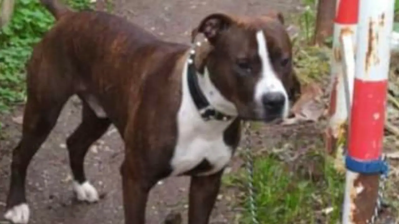 La historia del perro de la suerte: un nombre para "revertir" el curso ...