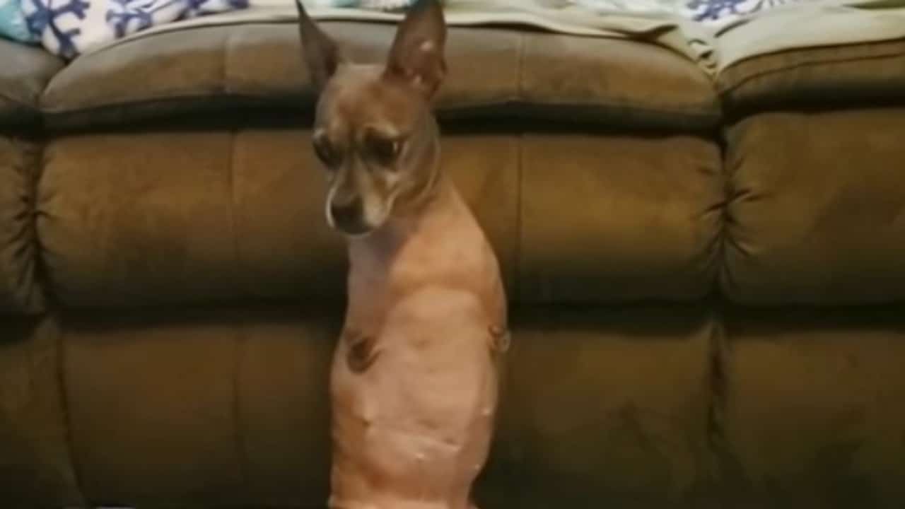 El perrito sin patas ayuda al hermanito discapacitado a moverse - Vida ...