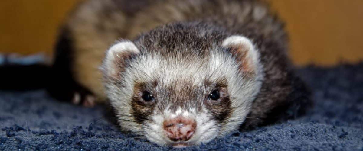 Piedras en el hurón: causas, síntomas y tratamiento 🥇 Vida con Mascotas 🥇
