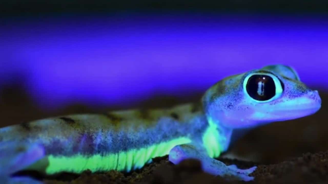 Descubierto el gecko capaz de iluminar la luna - VIDEO - Vida con ...