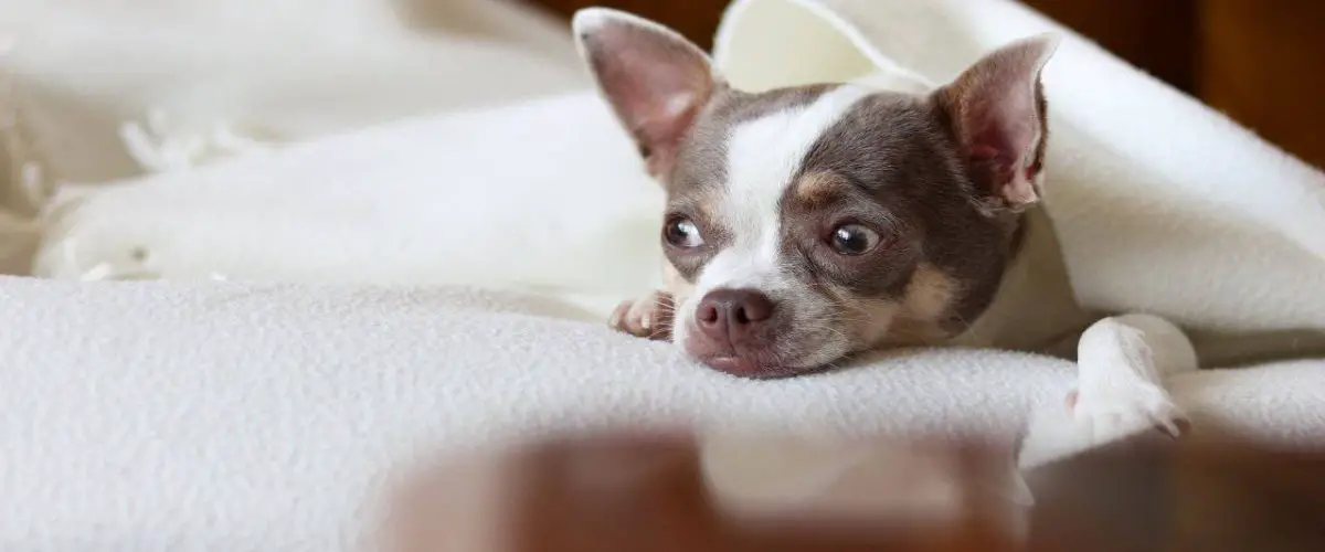 Astrofobia en perros: como conocer y controlar la fobia al fido 🥇 Vida ...