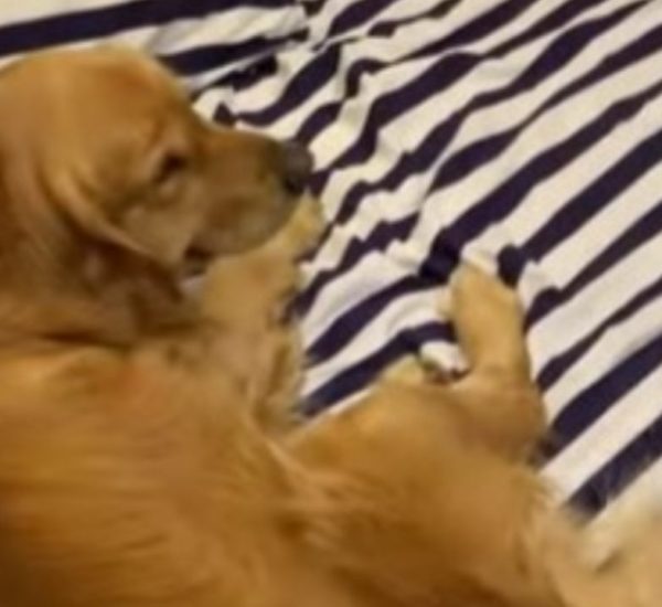 Colestasis en perros: causas, síntomas y remedios de la enfermedad 🥇 ...