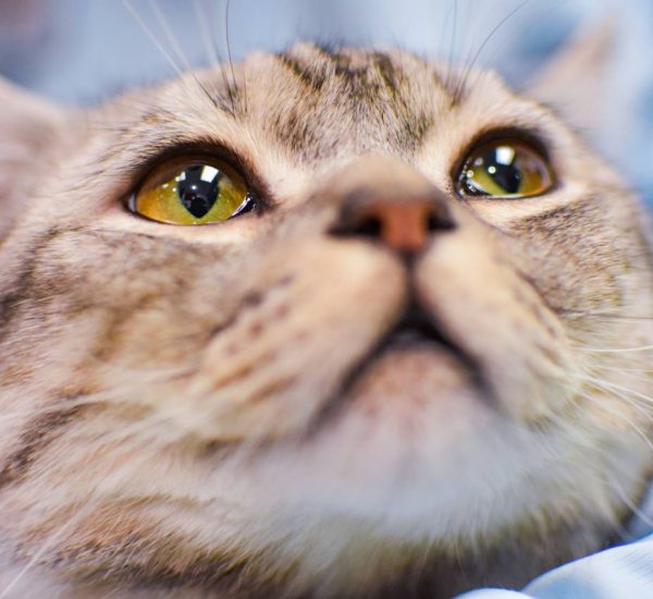 Colestasis en perros: causas, síntomas y remedios de la enfermedad 🥇 ...