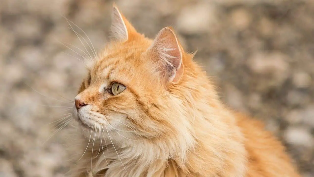 Esterilizar al gato en celo: si es necesario y cuando se puede hacer ...
