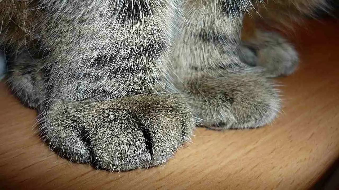 El gato lima sus uñas en los muebles: por qué lo hace y cómo hacer que ...