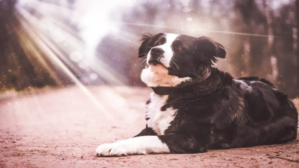 El perro siempre quiere salir: por que fido se comporta así y como ...