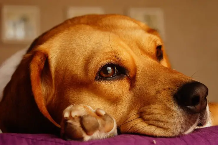 ¿Por qué se ofende al perro? ¿Es un despecho? Cuando tenemos que ...