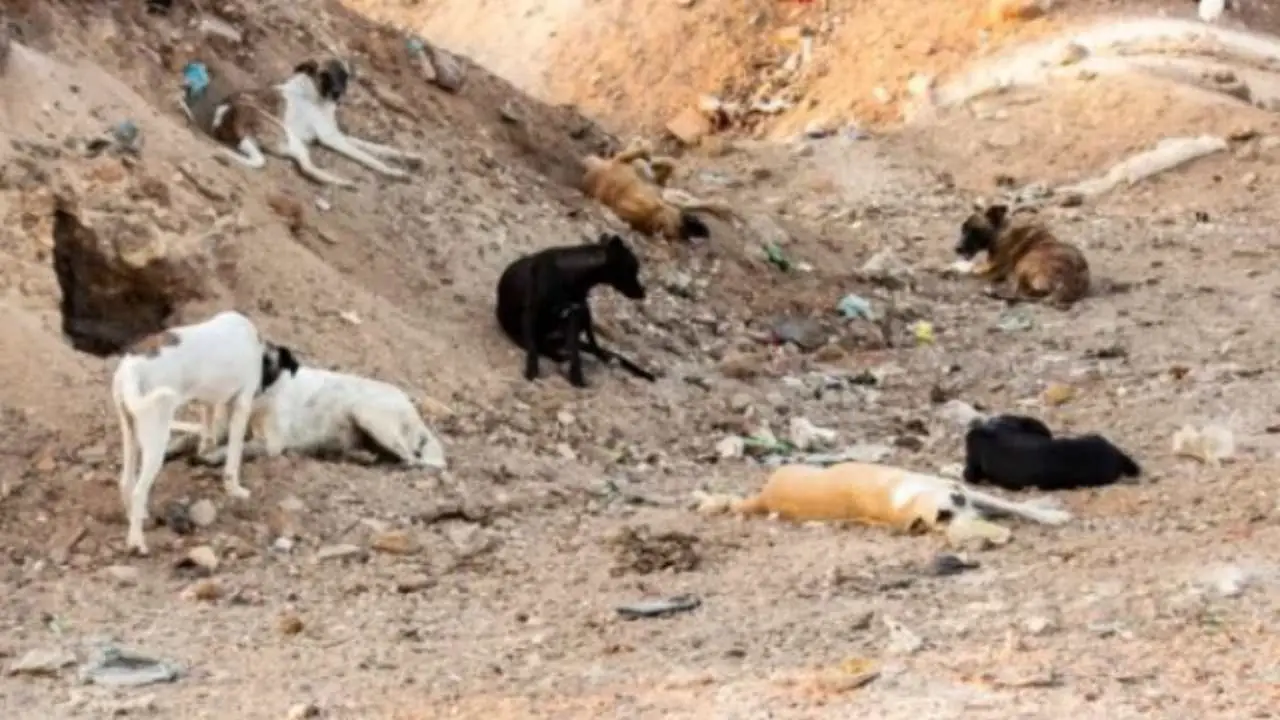 La mujer ayuda a los pobres perros que viven en el vertedero - VIDEO ...