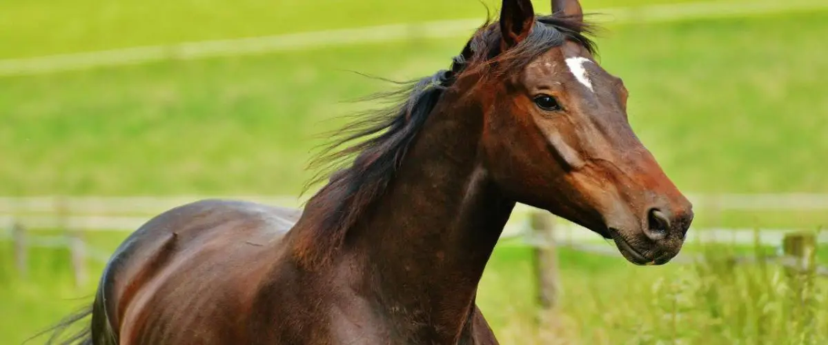 Cólico en caballos: reconociendo los síntomas y riesgos para los ...