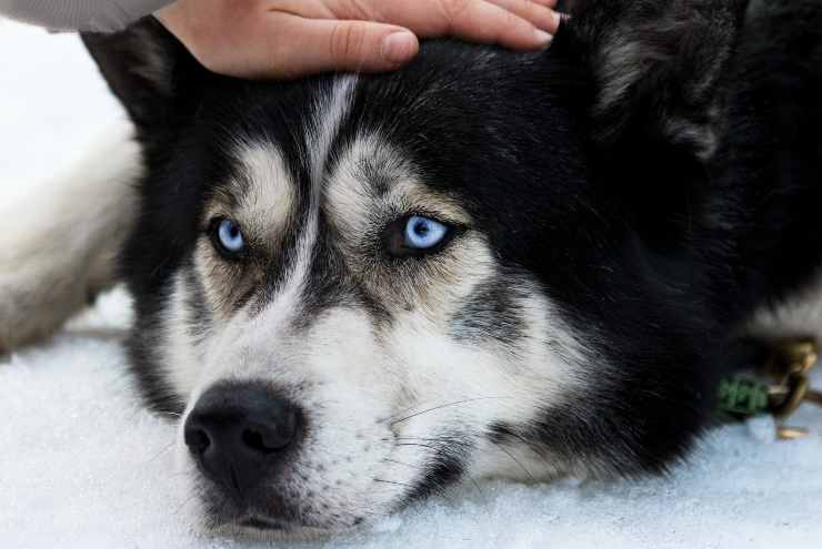¿El perro es tímido? Estas son las causas y qué hacer para que sea más ...