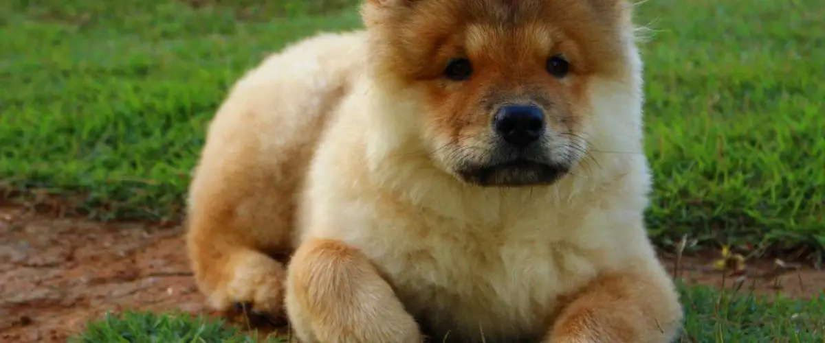 ¿El perro es tímido? Estas son las causas y qué hacer para que sea más ...