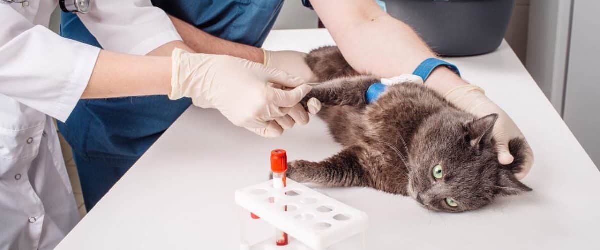 Metahemoglobinemia en gatos: causas, síntomas y tratamiento ️ Vida con ...