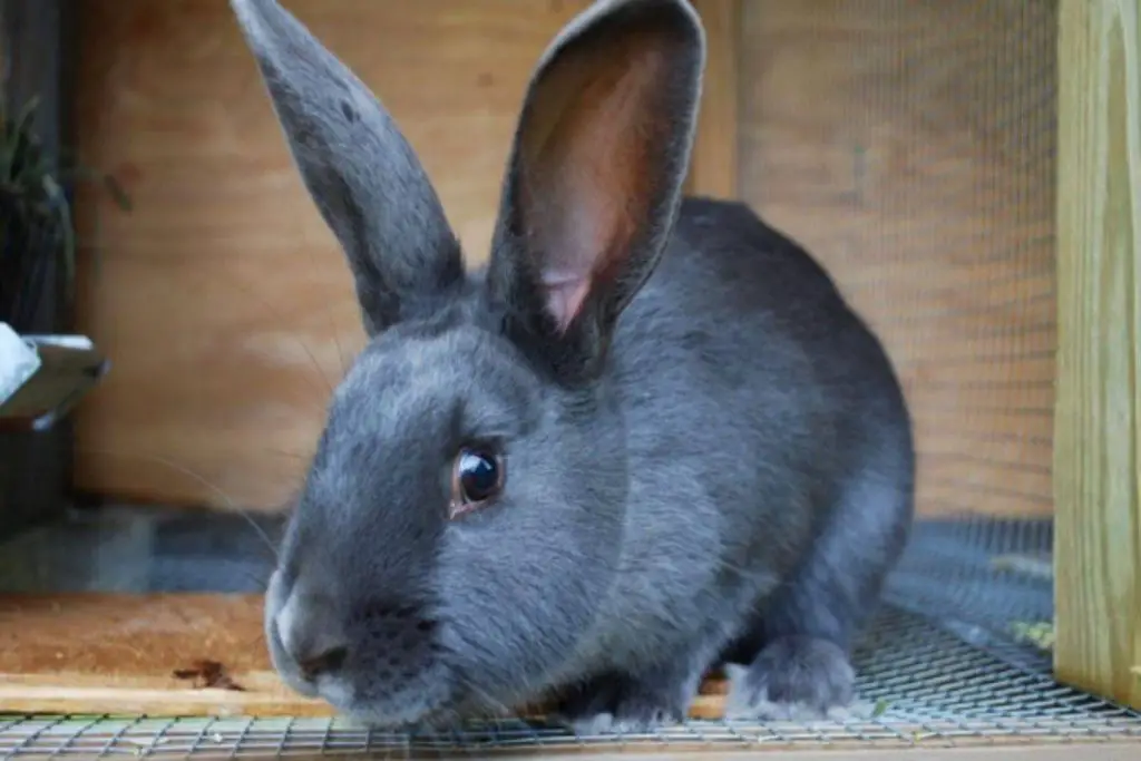 American Blue Rabbit: una nueva raza maravillosa de EE. UU. - Vida con ...