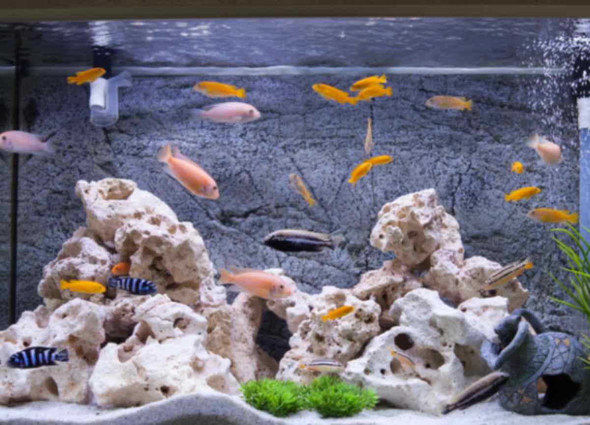 Branquiomicosis en peces: síntomas, causas y tratamiento. - Vida con ...