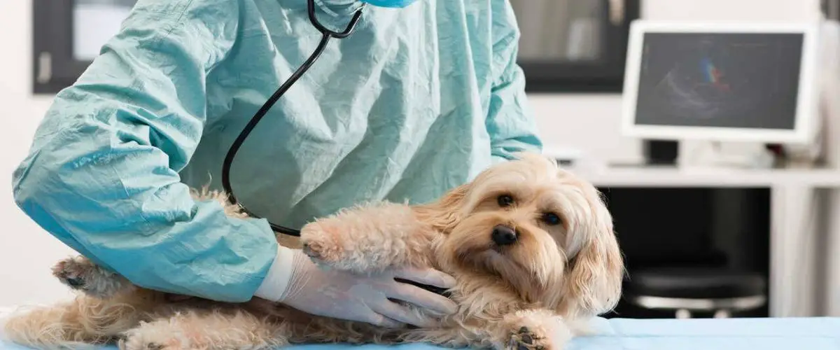 Cáncer de mama en perros: causas, síntomas y tratamiento 🥇 Vida con ...