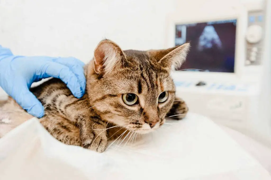 Cáncer de pulmón en gatos: síntomas, diagnóstico, esperanza de vida ...