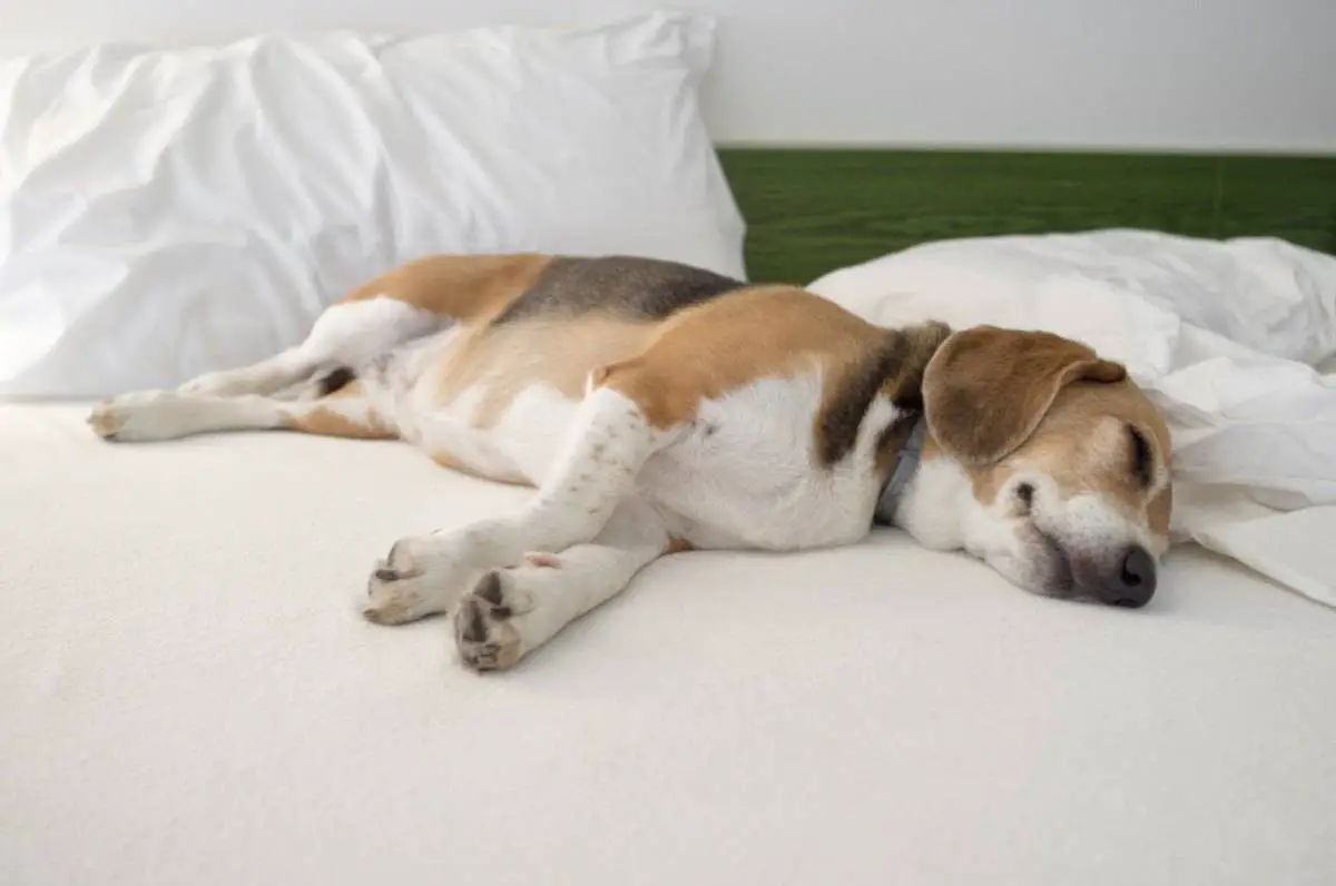 Choque anafiláctico en perros: causa, síntomas y tratamiento - Vida con ...