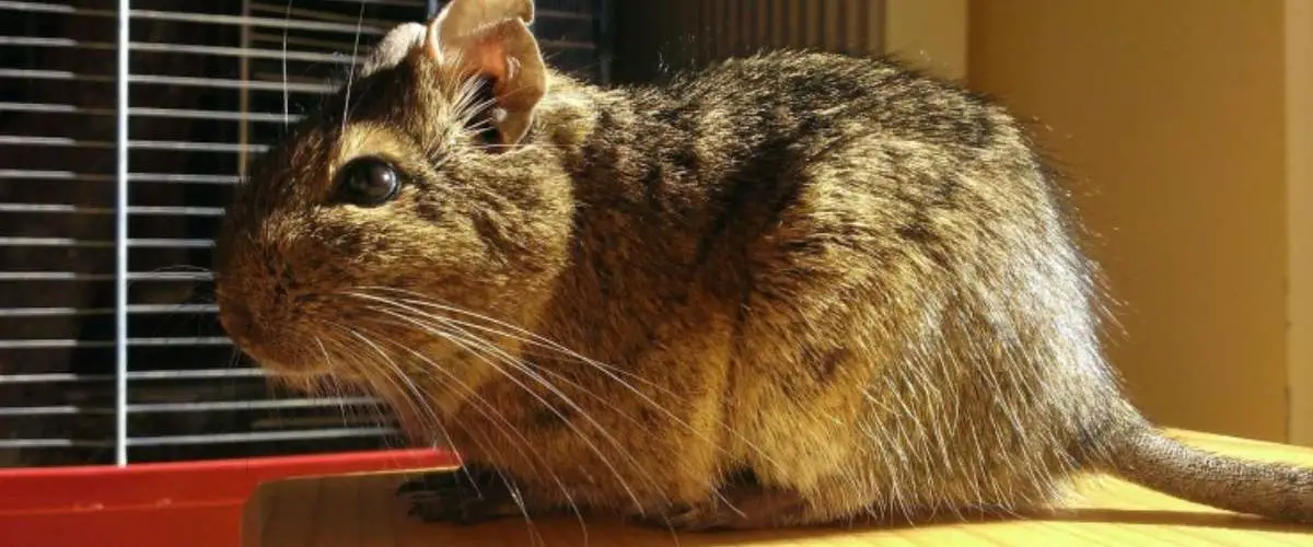 El Degu: características, hábitat y nutrición 🥇 Vida con Mascotas 🥇