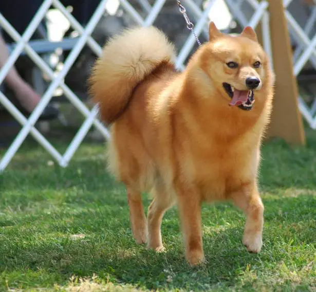 El Spitz finlandés: un hábil cazador del norte - Vida con Mascotas ️