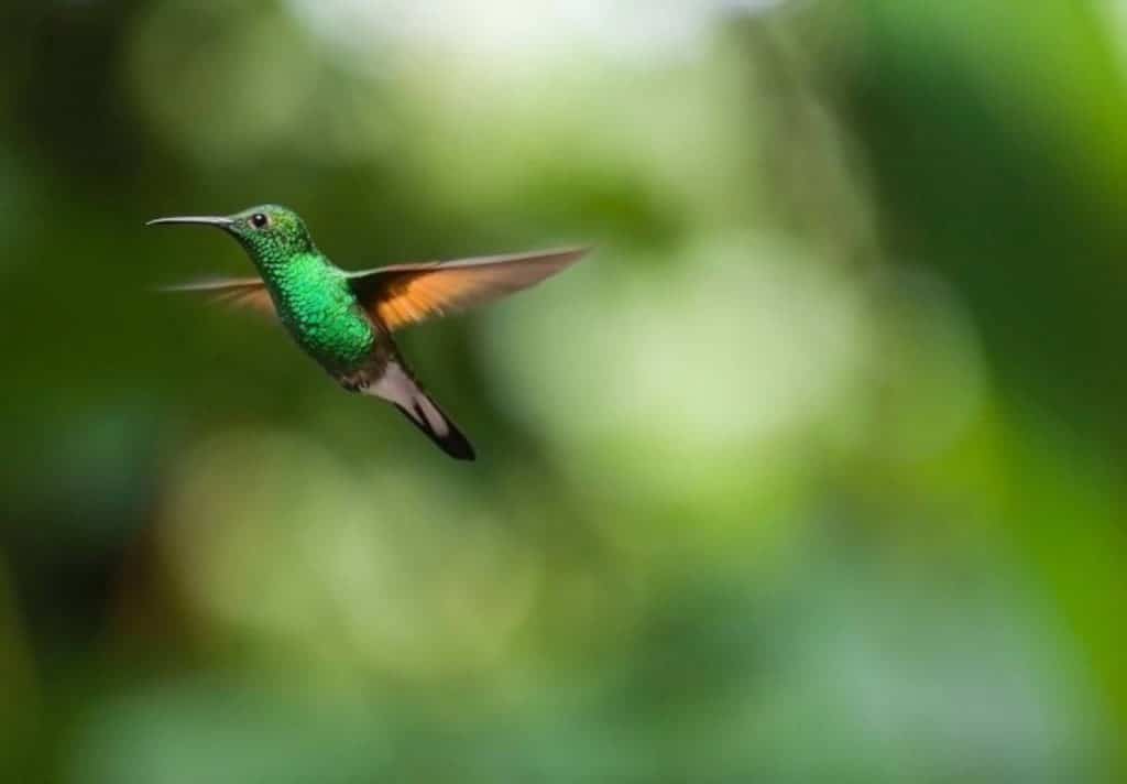 El colibrí: características, hábitat y nutrición - Vida con Mascotas ️
