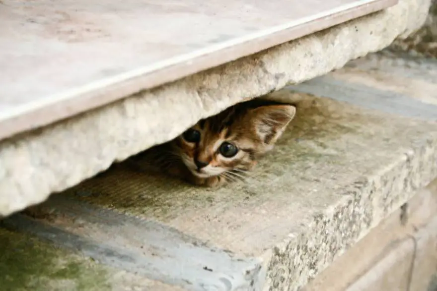El gato me tiene miedo: ¿por qué sucede y cómo solucionarlo? - Vida con ...