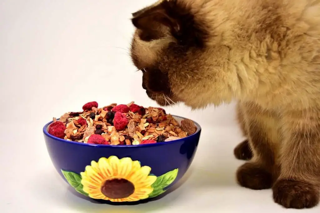 El gato siempre tiene hambre: las causas y como actuar - Vida con ...