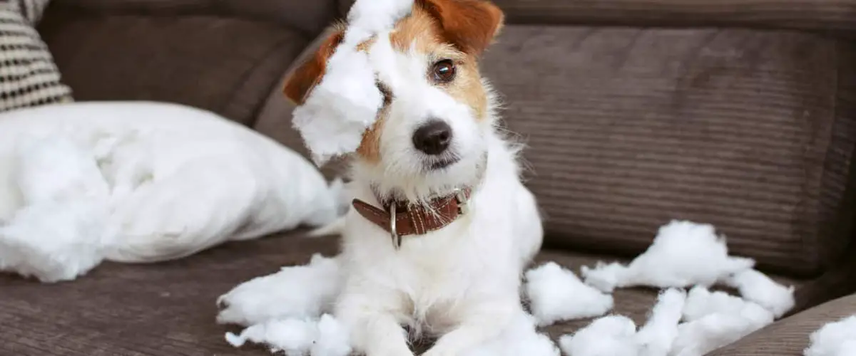 El perro se burla: no es así, eso es lo que hay detrás 🥇 Vida con ...
