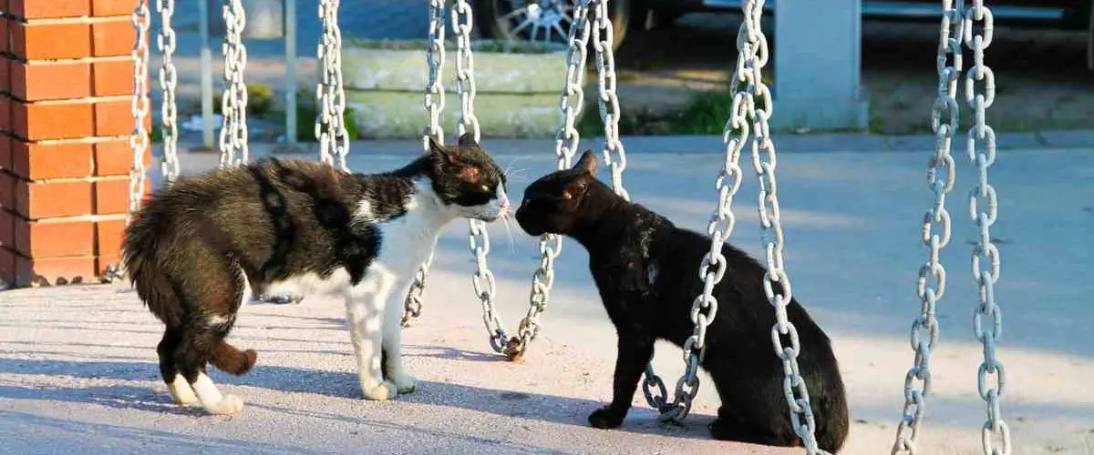Gato herido en una pelea: como curar las heridas de una pelea de gatos ...