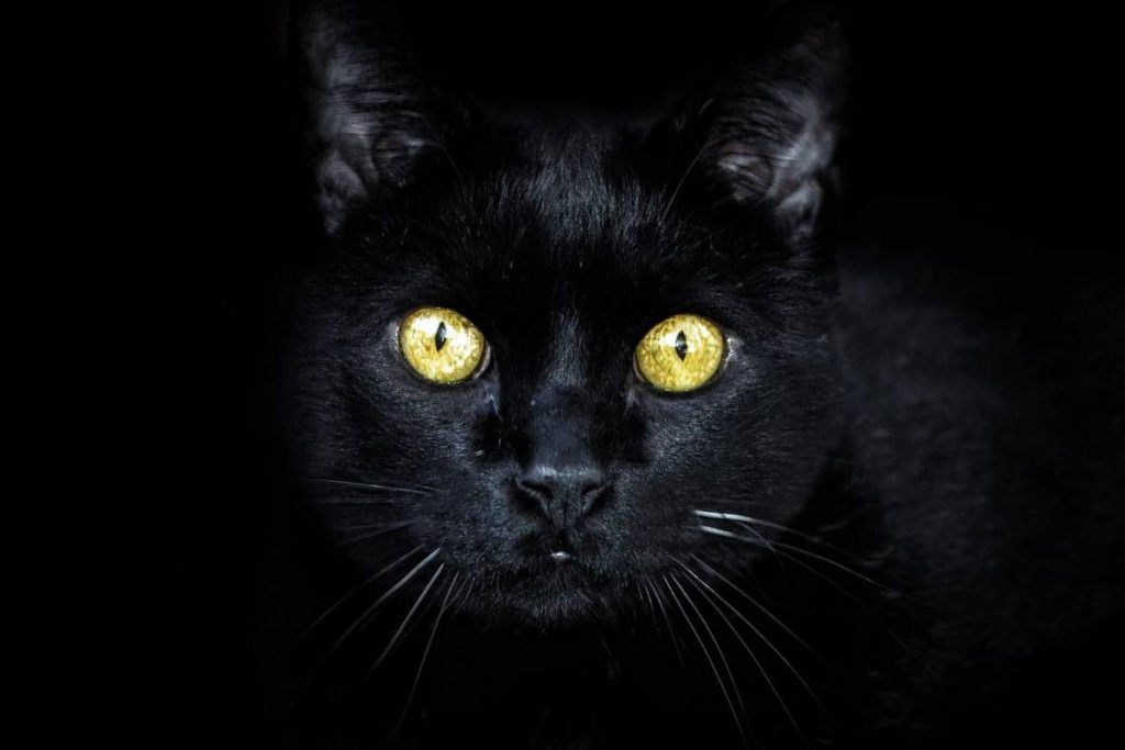 Gato negro: razas, carácter y curiosidades - Vida con Mascotas ️