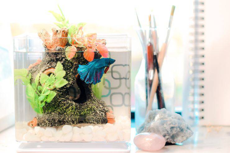 Goldfish vs Betta: ¿cuál gana? Todos los hechos más curiosos y como ...