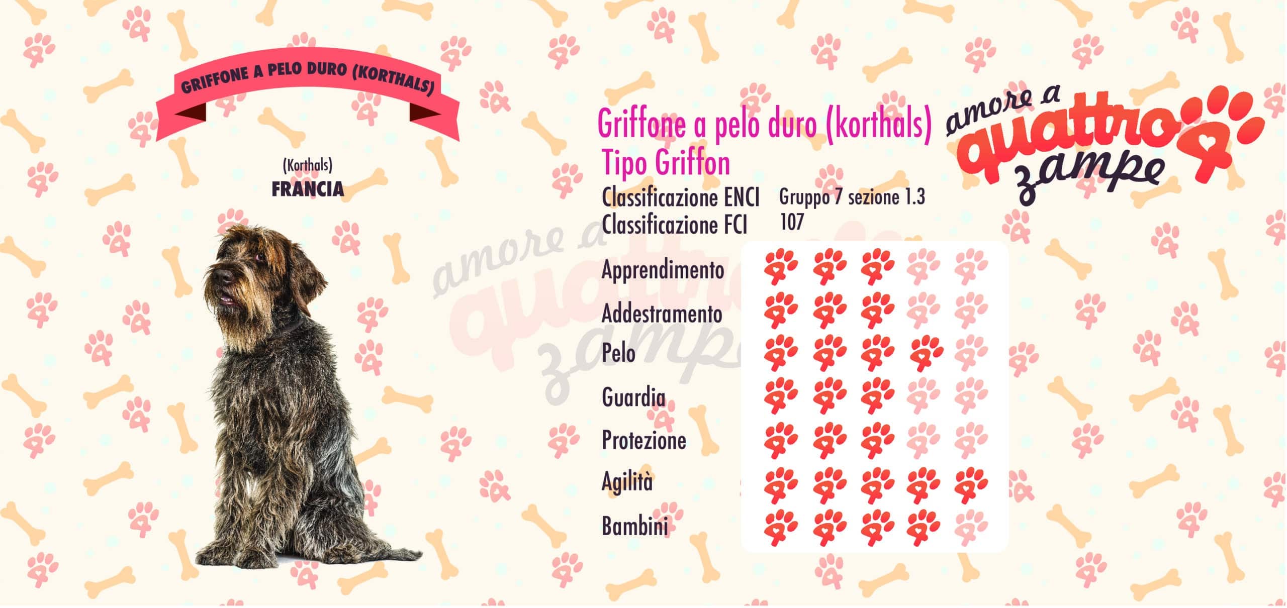 Grifo de pelo duro: raza, características, carácter y salud - Vida con ...