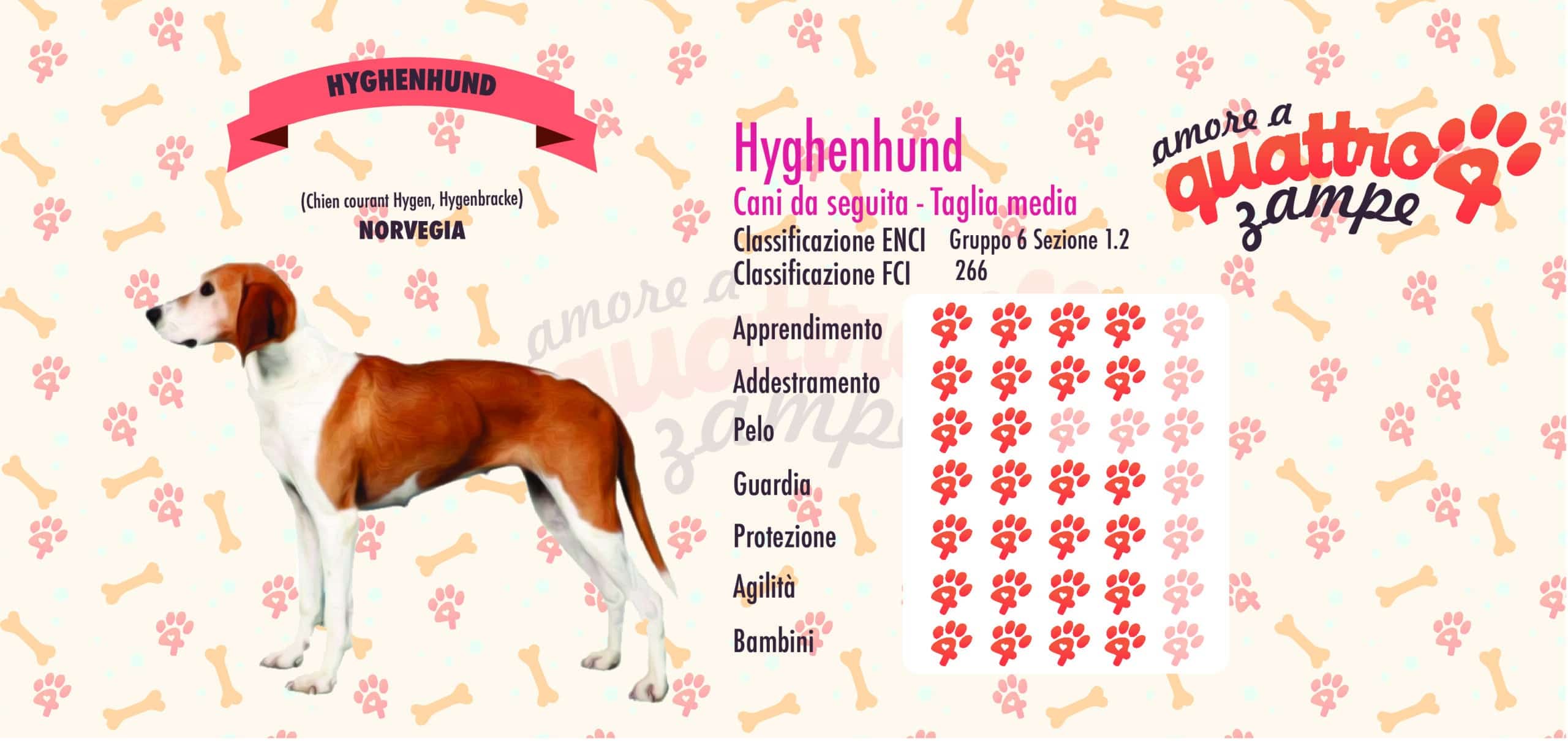 Hygenhund: raza, características, carácter y salud - Vida con Mascotas ️