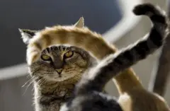 La interpretación de los movimientos de la cola del gato. - Vida con ...