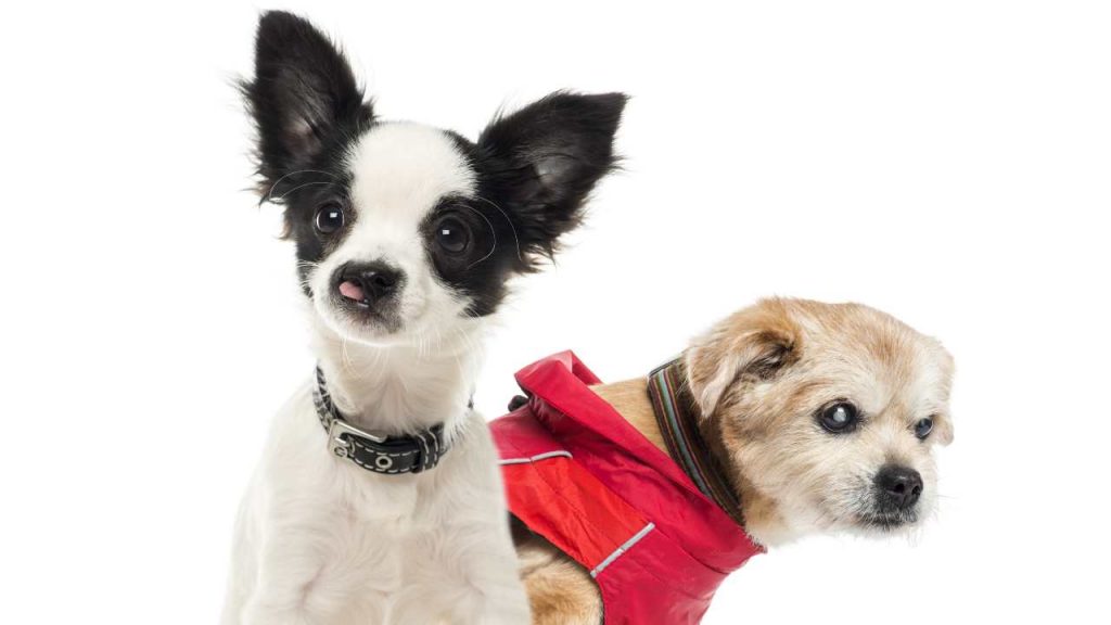 Labio leporino en perros: causas y remedios de malformaciones ...