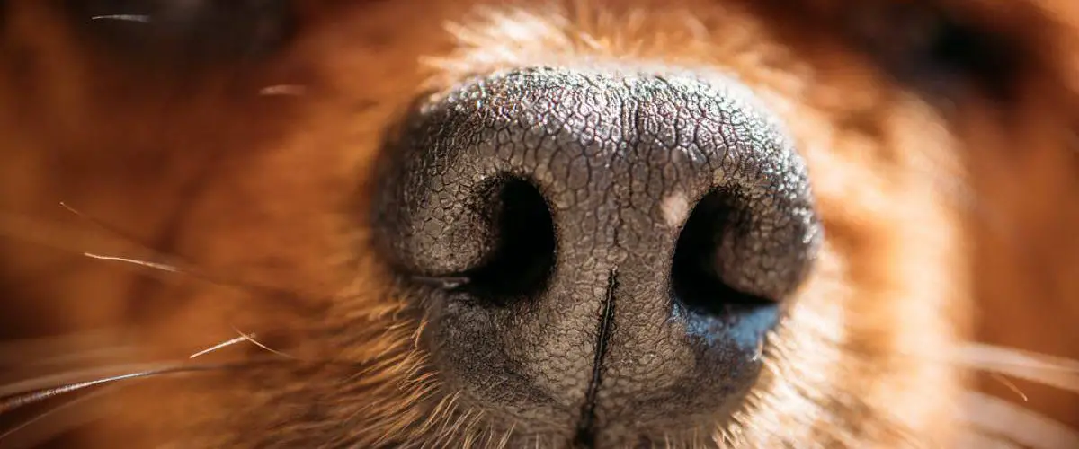 Los perros miden el paso del tiempo con el olfato y el olfato 🥇 Vida ...