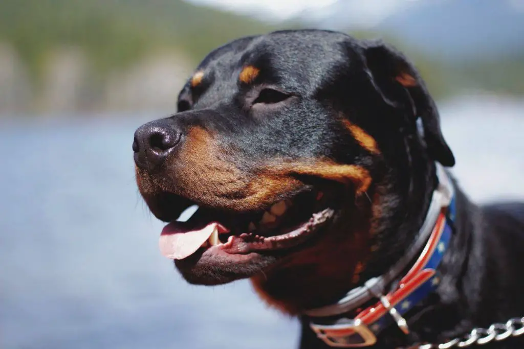 Mejor perro guardián: Rottweiler, la raza creada especialmente para ...
