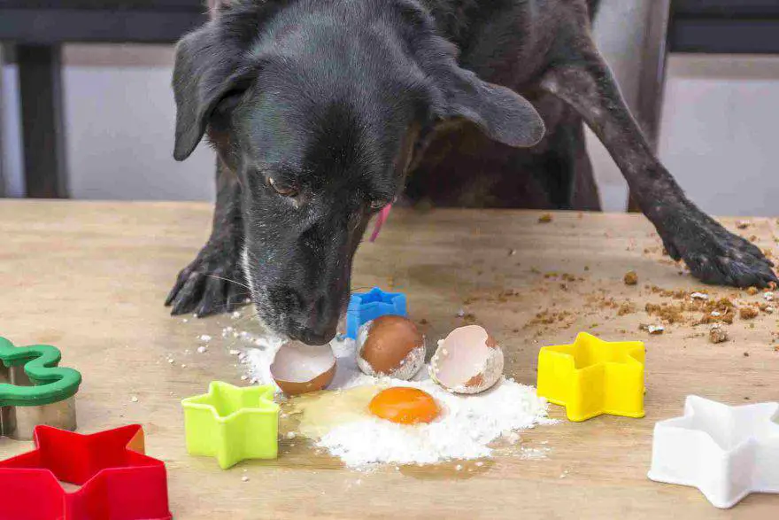 Perros y huevos: ¿se los pueden comer o están absolutamente prohibidos ...