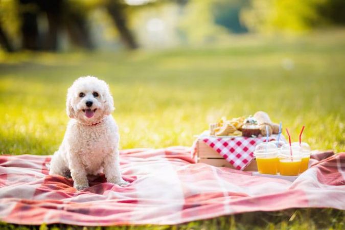 Picnic con el perro: todo lo que necesitas saber para un domingo al ...