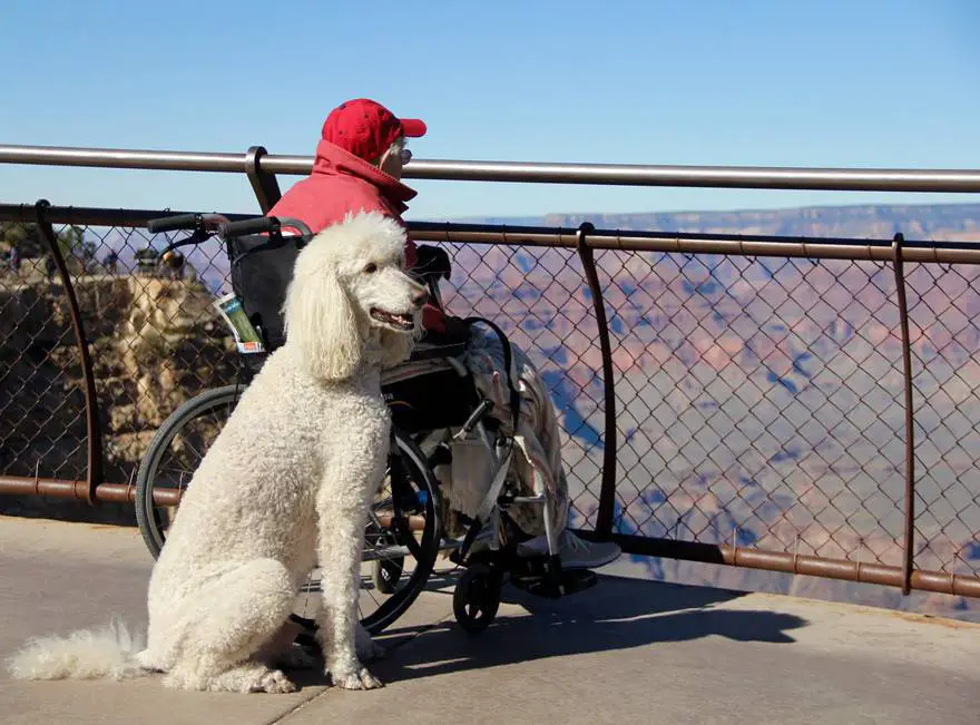 Por qué tener un perro: beneficios para la salud física y mental - Vida ...