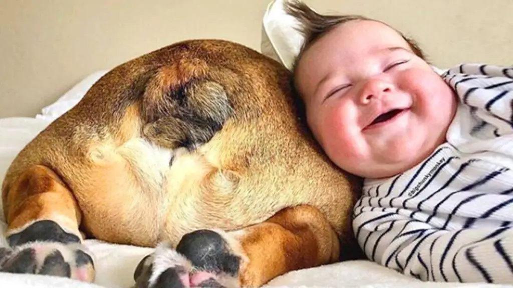 Presentar a nuestro bebé al perro: cómo empezar una vida juntos - Vida ...