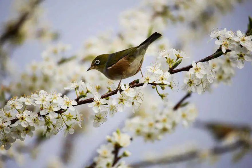 Primavera: ¿cuáles son los pájaros que la anuncian? - Vida con Mascotas ️