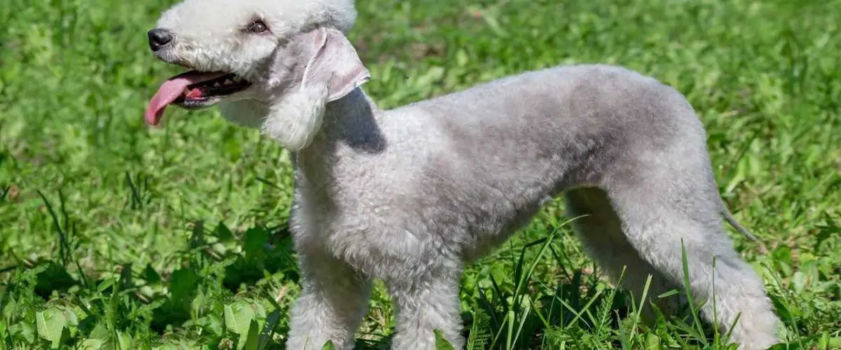 Razas de perros de pelo rizado: la lista de los perros peludos con ...