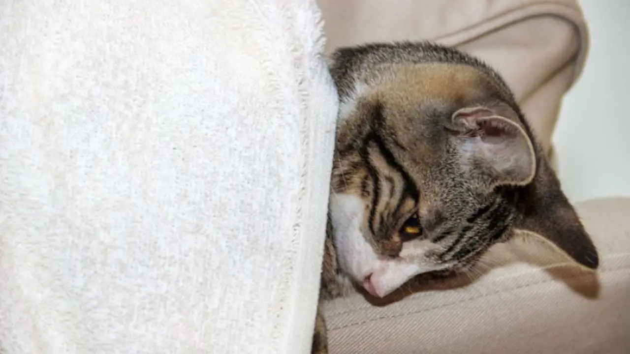 Peritonitis infecciosa felina: causas, síntomas y tratamiento - Vida ...