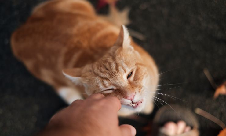¿Pueden los gatos comer cúrcuma? Beneficios y daños de esta especia ...