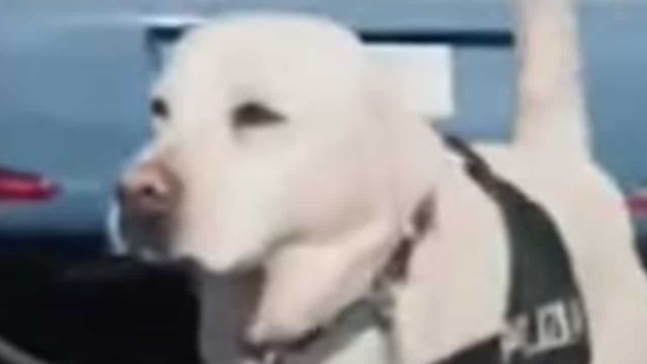 Habló, el perro policía llamado para vigilar el Campeonato del Mundo de ...