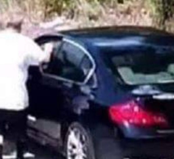 Callos en el codo del perro: consejos y recomendaciones para su ...