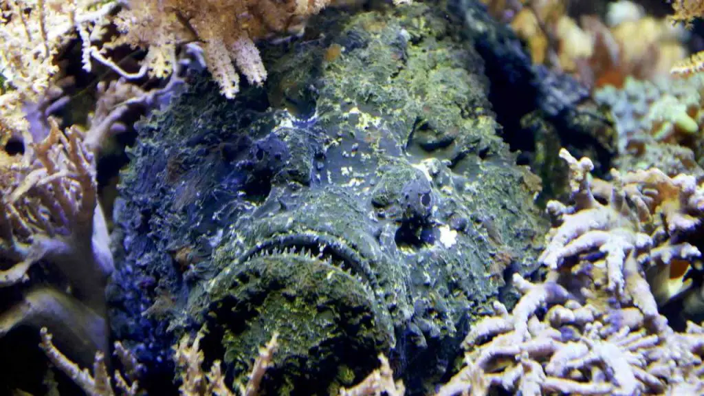 Los habitantes del abismo: estos son los 10 peces más extraños del ...