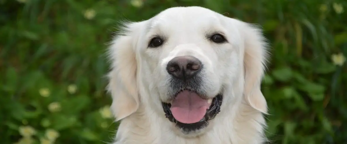 Perros hermosos: las 10 razas de perros más bellas y agradables ️ Vida ...